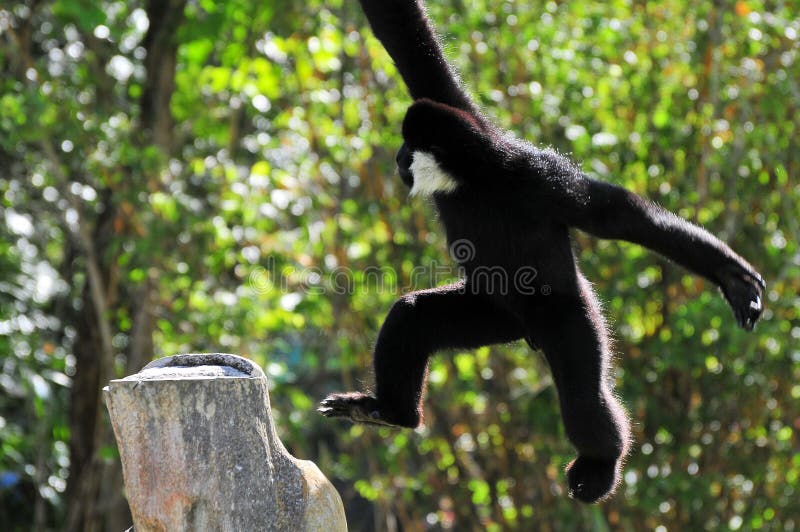 Singe Blanc-cheeked Masculin De Gibbon (Nomascus) Photo stock - Image ...