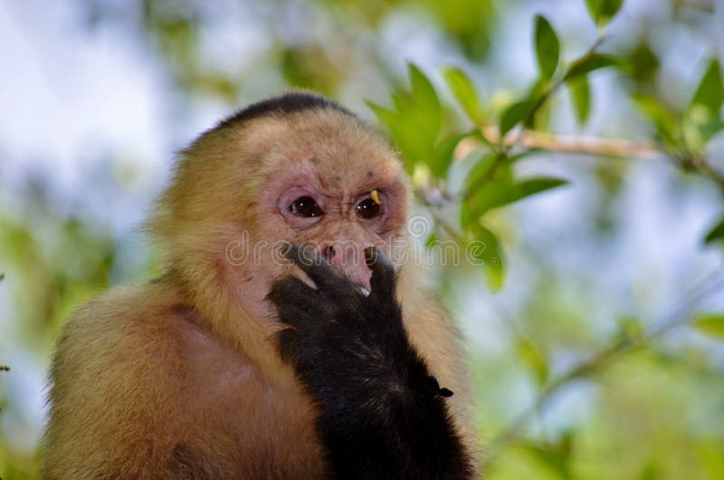 Singes à face blanche image stock. Image of primat, maman - 40356695