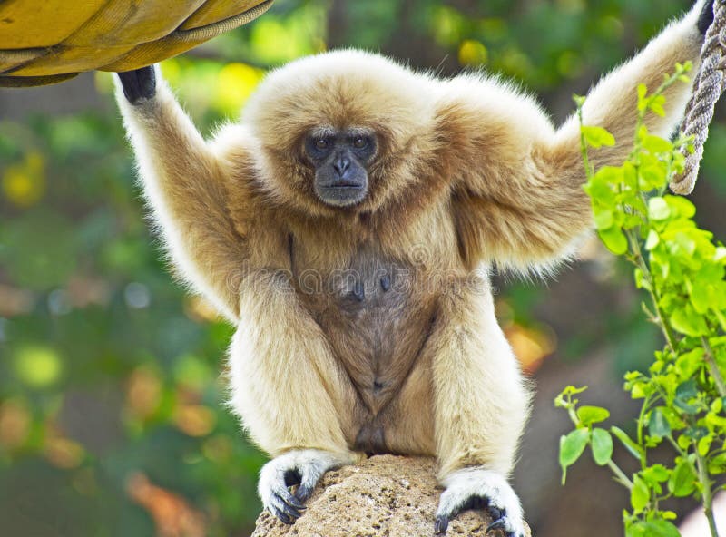 Singe Blanc-Remise De Gibbon Photo stock - Image du remis, gibbon: 25471428