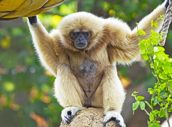 Singe Blanc-Remise De Gibbon Photo stock - Image du remis, gibbon: 25471428