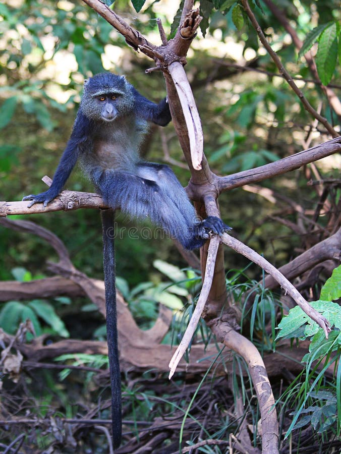 Singe bleu. photo stock. Image du kenya, faune, safari - 14303864