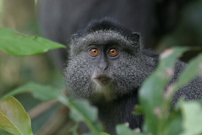 Singe avec des yeux bleus photo stock. Image du étourdissement - 56916082
