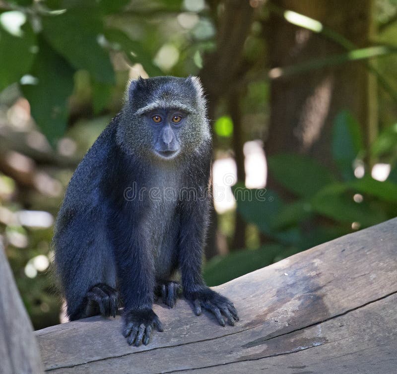 Singe bleu africain image stock. Image du écran, perché - 97162375