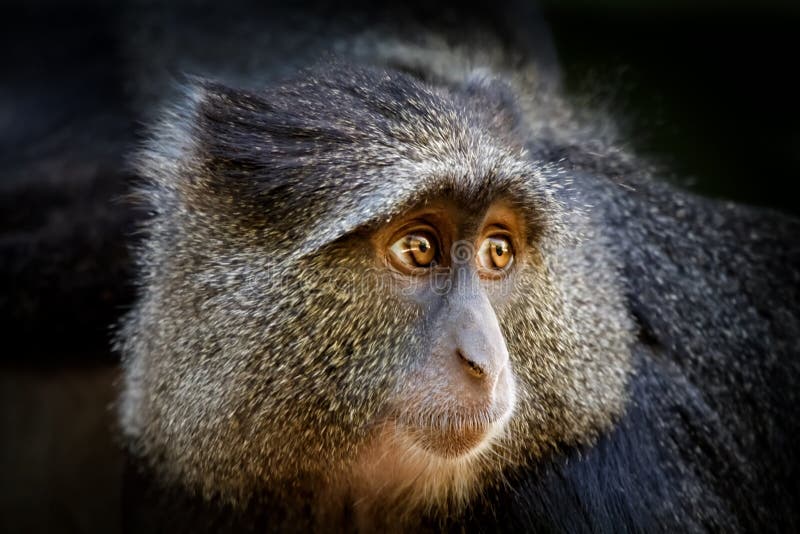 Singe Bleu Ou Singe Diademed, Image stock - Image du closeup, bleu ...