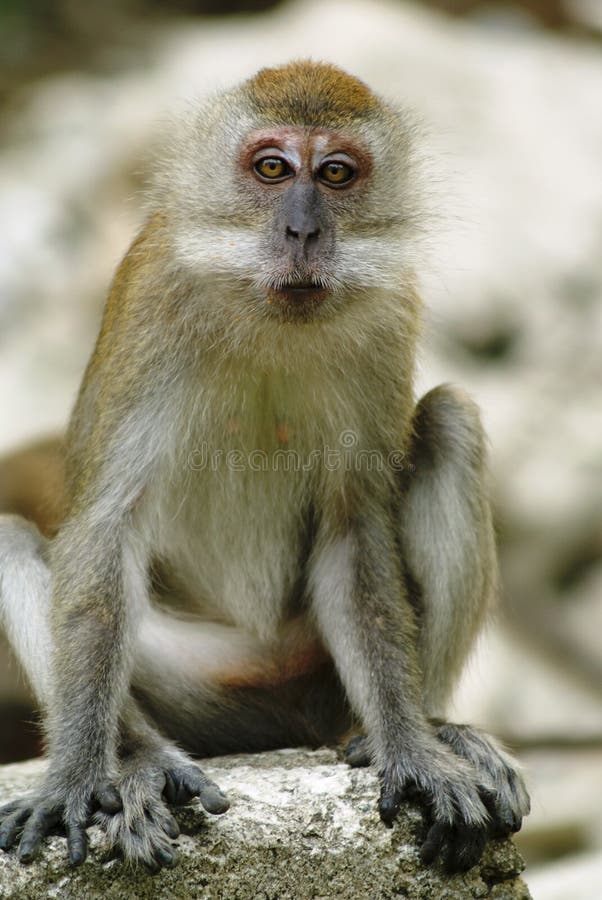 Expression Comique De Singe Photo stock - Image du tailed, faune: 933726