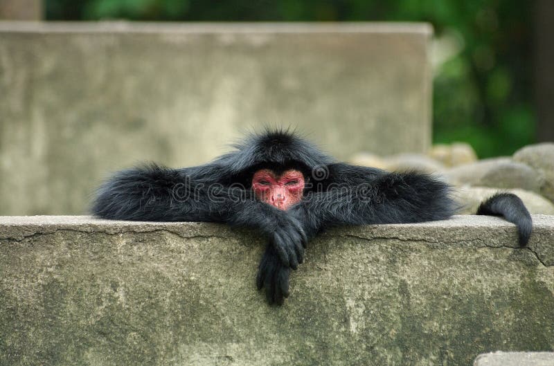 Singe D'araignée Sur Le Palmier. Faune Verte Du Costa Rica. Singe D ...