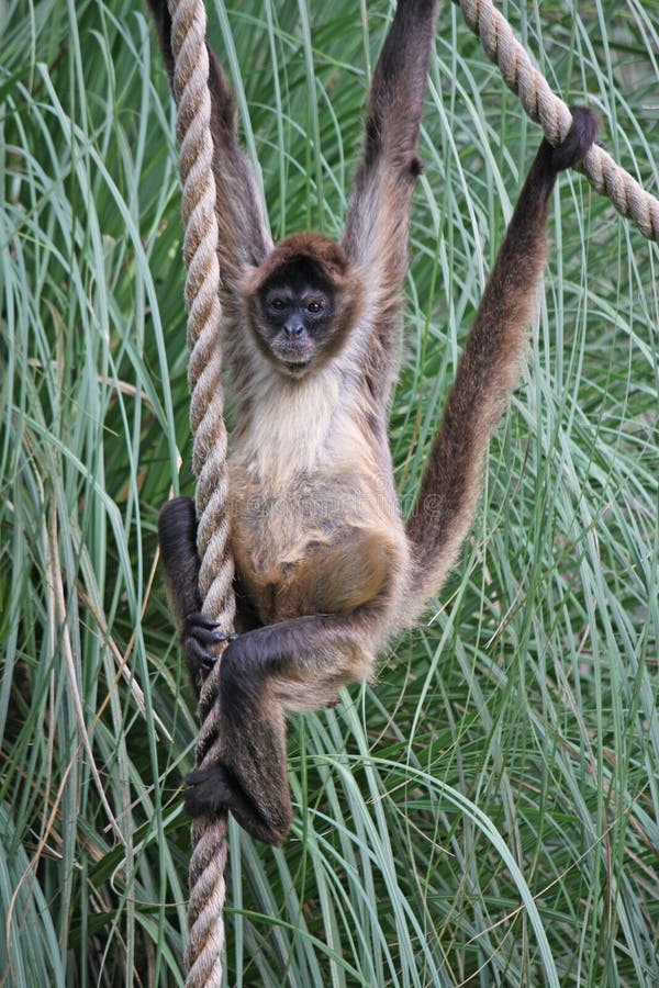 Singe D'araignée Sur Le Palmier. Faune Verte Du Costa Rica. Singe D ...