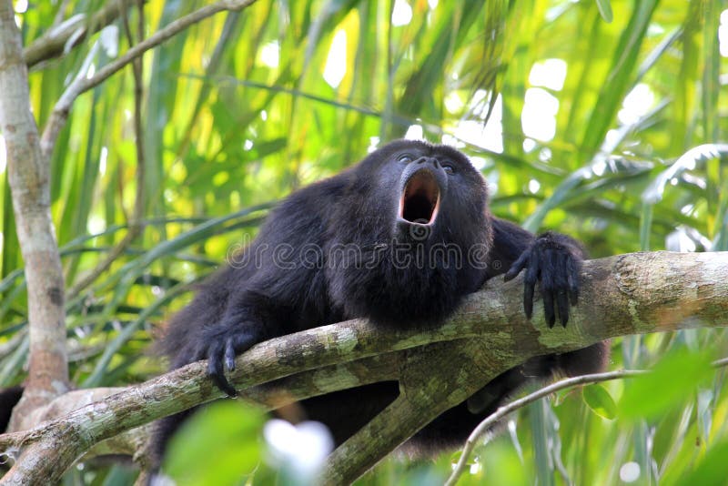 Singe D'hurleur Noir, à Belize, Hurlant Image stock - Image du ...