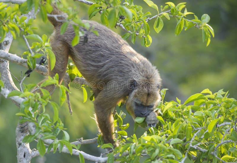 Le Singe Noir Avec La Bouche Ouverte Avec La Grande Dent, Se Reposant ...