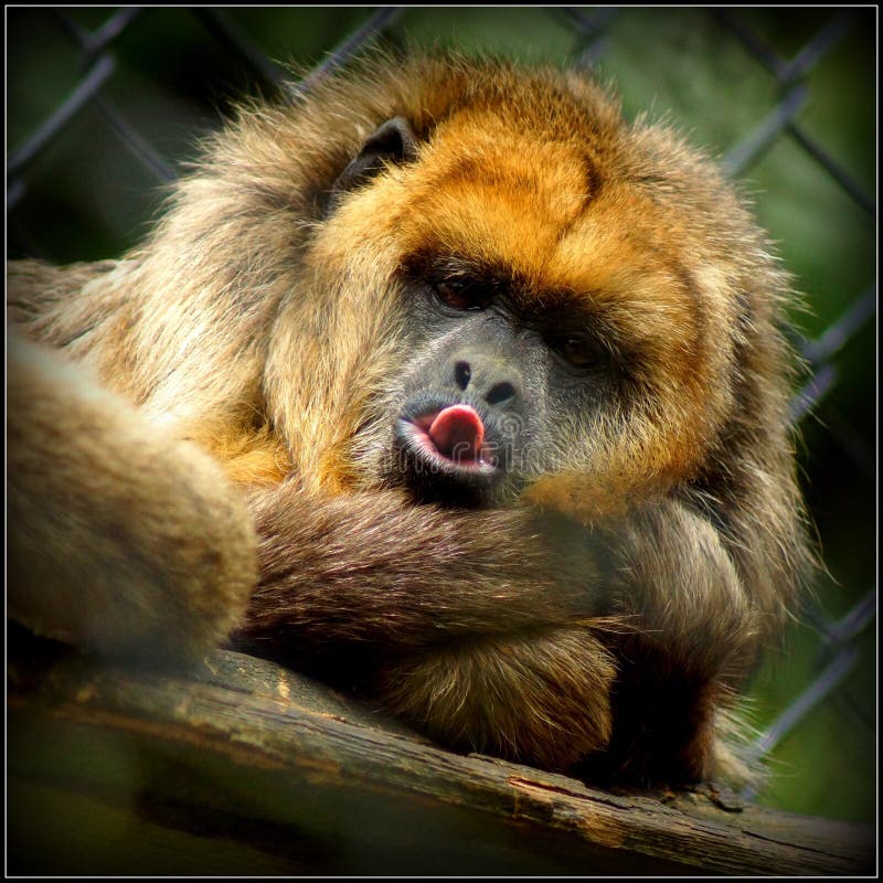 Singe d'hurleur noir photo stock. Image du singe, actif - 43767330