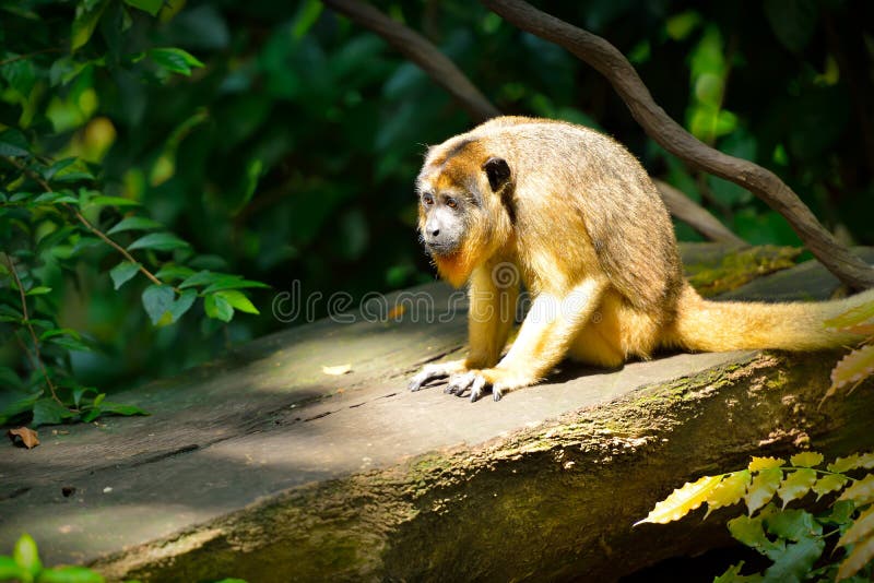 Singe D'hurleur Noir (caraya D'Alouatta) Image stock - Image du ...