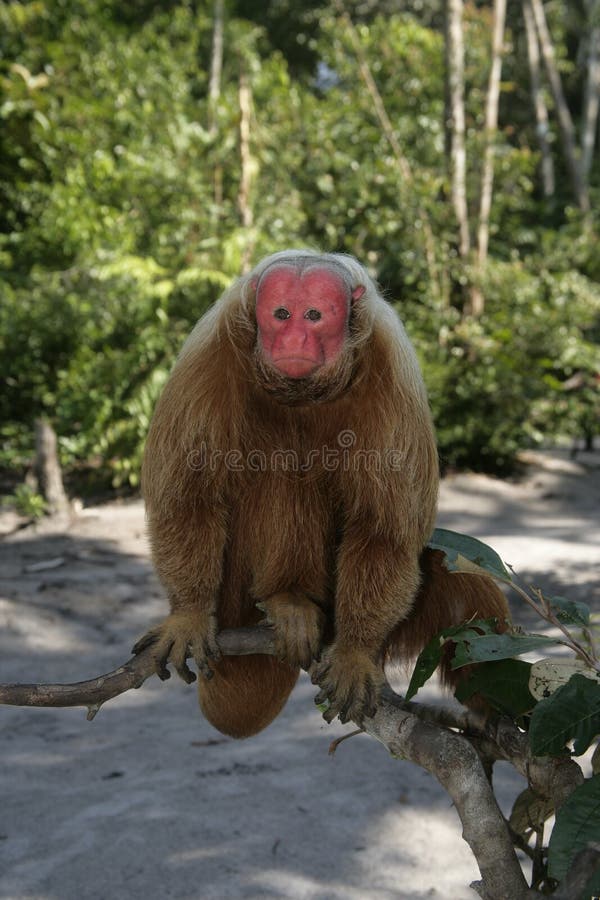 Singe Fait Face Blanc De Saki Photo stock - Image du tropical, guyane ...
