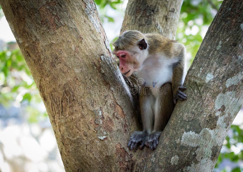 Singe Dans L'arbre Dans La Jungle Image stock - Image du primat ...