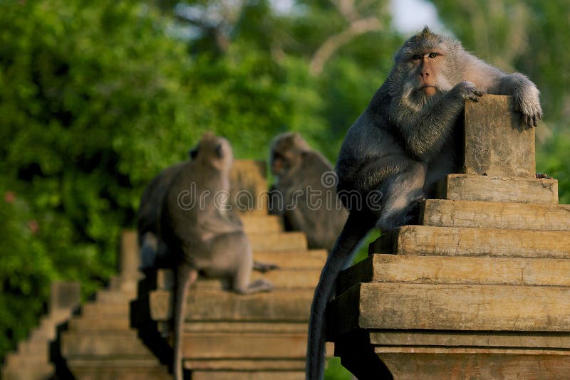 Temple De Pura Luhur Uluwatu, Bali Photo stock - Image du hindouisme ...