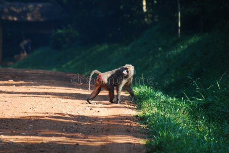 Vue Arrière Du Singe Babouin Nous Montrant Son Cul Rouge Typique Image ...