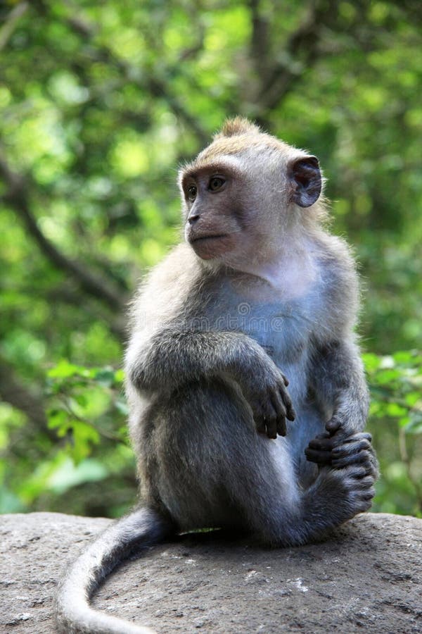 Singe De Balinese Avec Des Lunettes De Soleil Photo stock - Image du ...