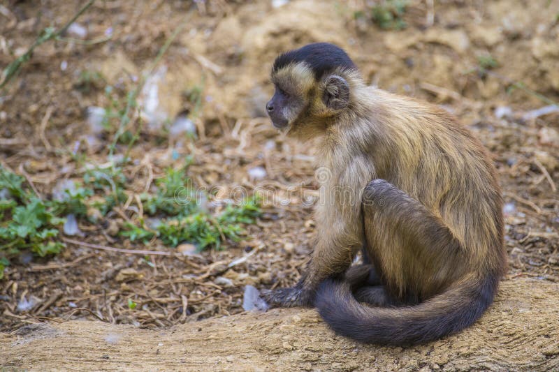 Singe De Capucin, Capucinus De Cebus Image stock - Image du vertébré ...