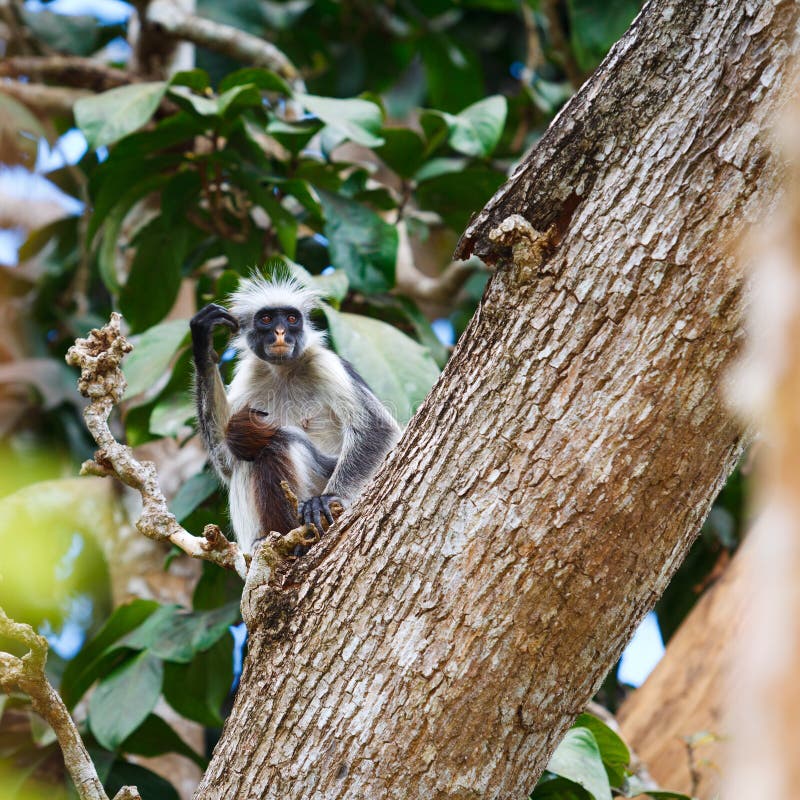 Singe De Colobus Rouge Avec La Ch?ri Zanzibar Image stock - Image du ...