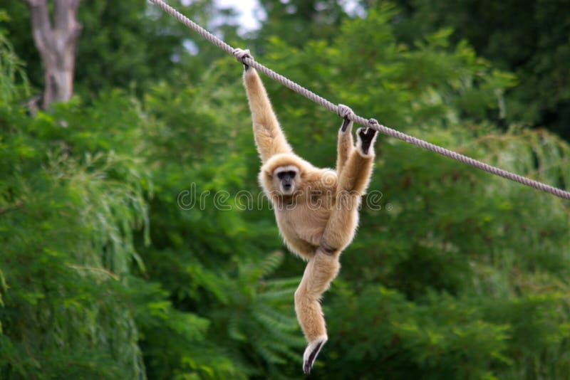Singe de gibbon photo stock. Image du observation, gentil - 10406556