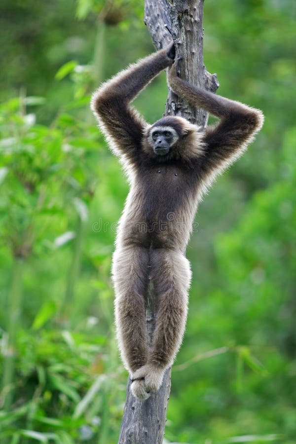 Singe de gibbon image stock. Image du safari, stationnement - 11041517