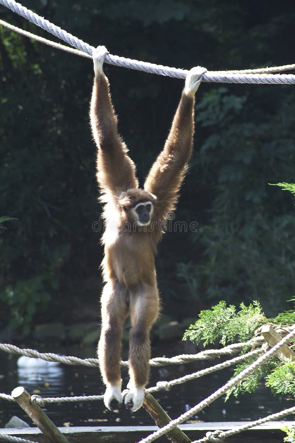 Singe De Gibbon Accrochant Sur La Corde Photo stock - Image du pattes ...