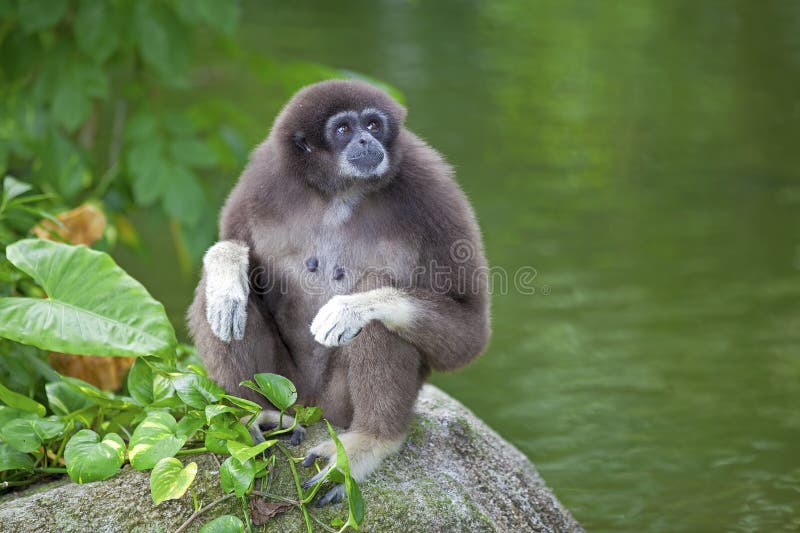 Singe de gibbon image stock. Image du safari, stationnement - 11041517