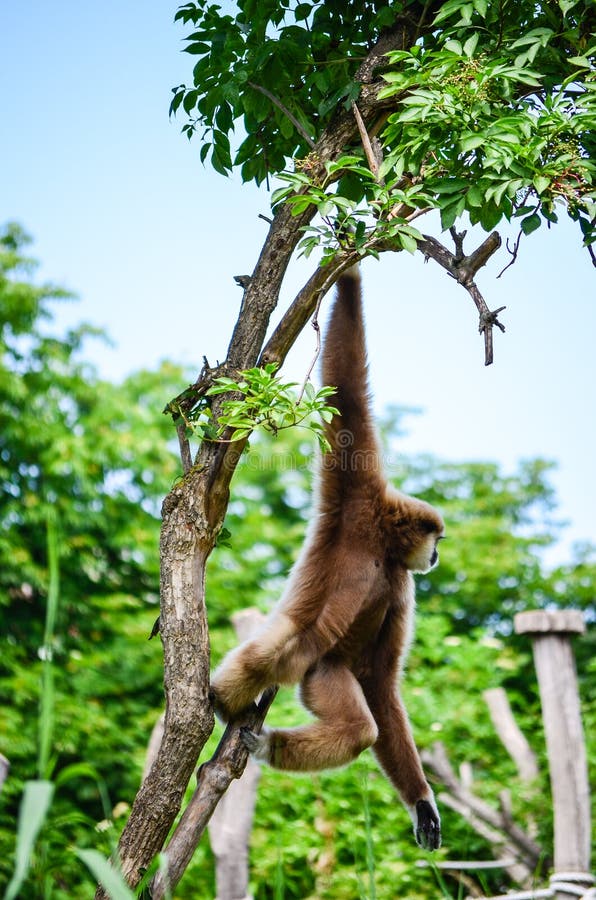 Singe De Gibbon Accrochant Sur La Corde Photo stock - Image du pattes ...