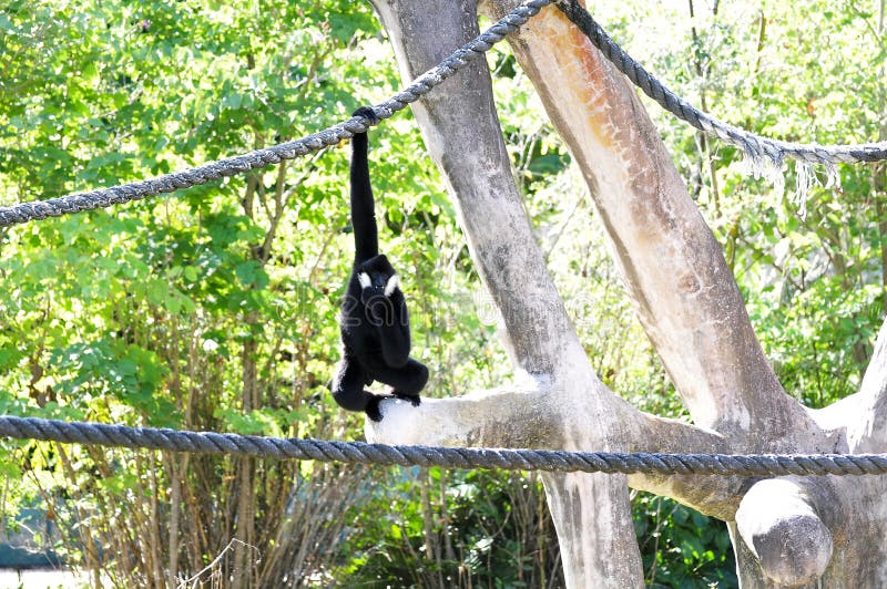 Singe De Gibbon Accrochant Sur La Corde Photo stock - Image du habitat ...