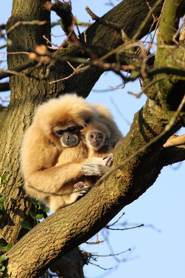Singe De Gibbon Avec Une Chéri Dans L'arbre Image stock - Image du ...