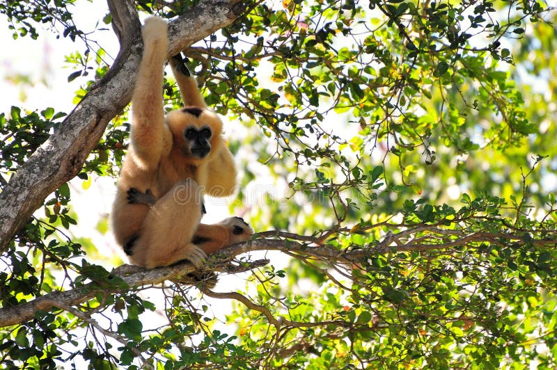 Singe De Gibbon Et Ses Jeunes Image stock - Image du blanc, singes ...