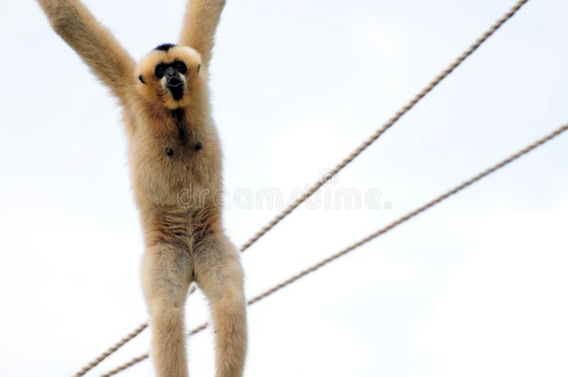 Singe pendant d'un arbre image stock. Image du coup, habitat - 21283565