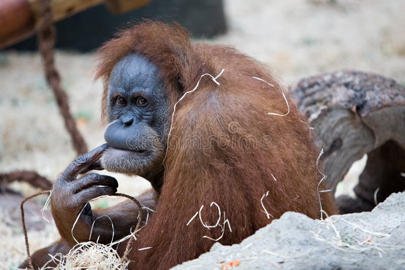 Singe de gorille photo stock. Image du endangered, animal - 7859558