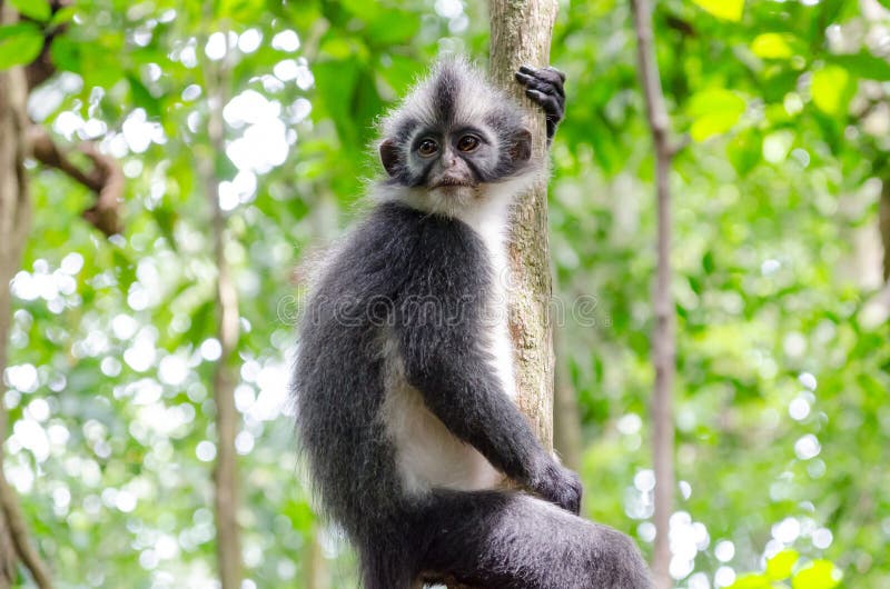 Singe De La Feuille De Thomas Dans Sumatra Du Nord, Indonésie Photo ...