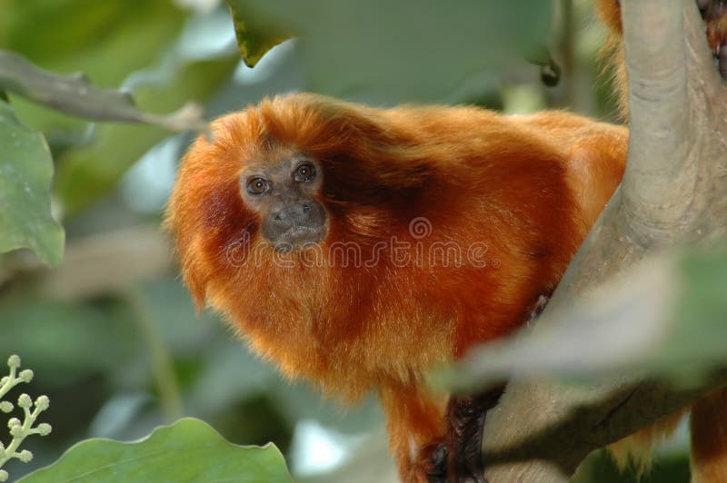 Singe de lion image stock. Image du lion, carnassier, alerte - 9818395