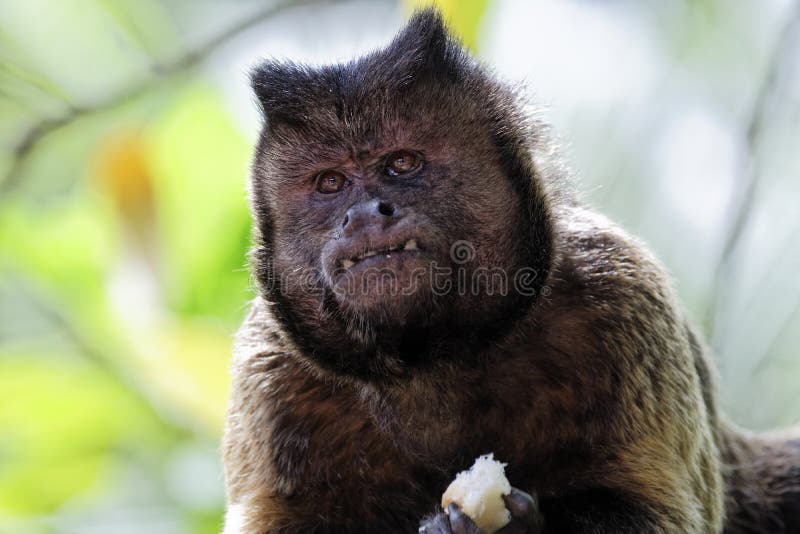 Singe de Macaque photo stock. Image of guyane, singe - 40321888