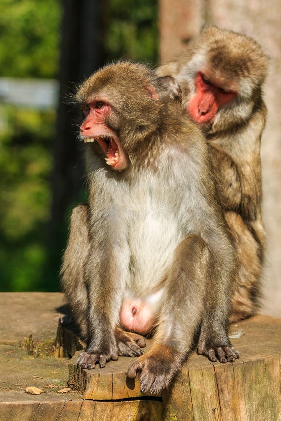 Singe de Makak de Japonais image stock. Image du verticale - 102280503