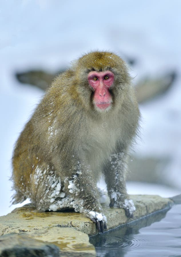 Macaque Japonaise Et Petit. Singe Des Neiges. Le Nom Scientifique ...