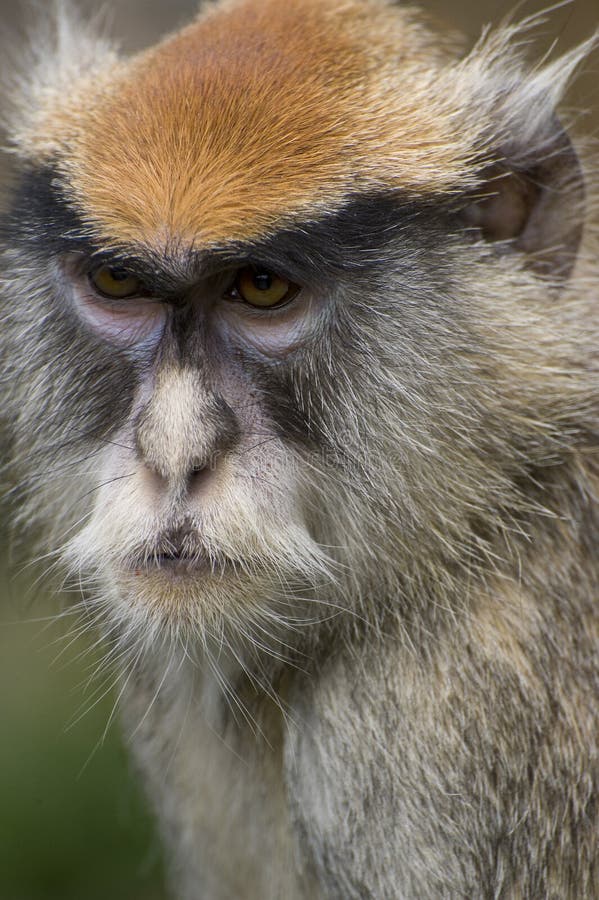 Singe de Patas image stock. Image du monde, sauvage, africain - 47352395