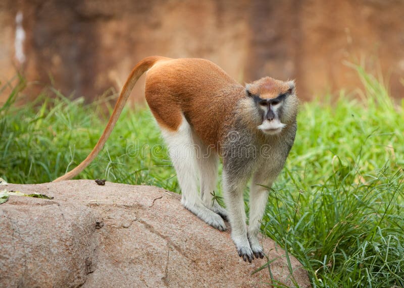 Patas D'Erythrocebus De Singe De Patas Image stock - Image du primat ...