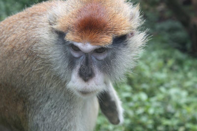 Singe de Patas image stock. Image du patas, singe - 47352395