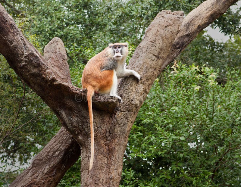 Singe De Patas (patas D'Erythrocebus) Image stock - Image du afrique ...