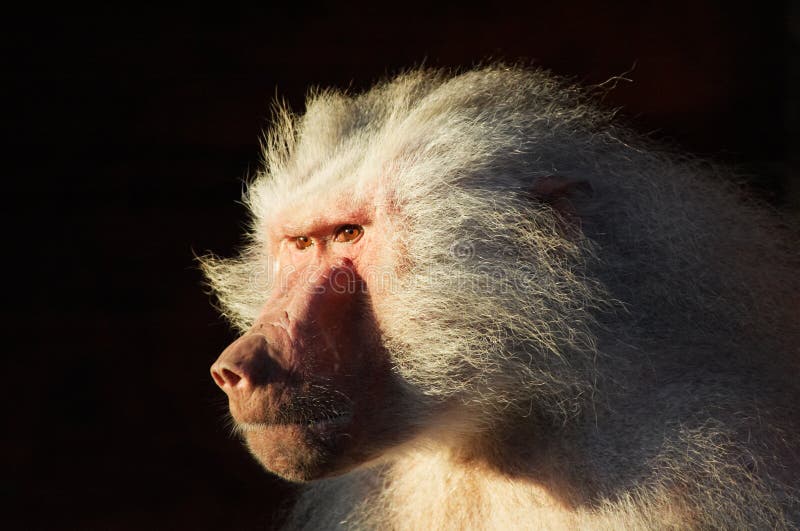 Monkey, Portrait De Visage De Singe, Fin De Singe De Jungle, Singe De ...