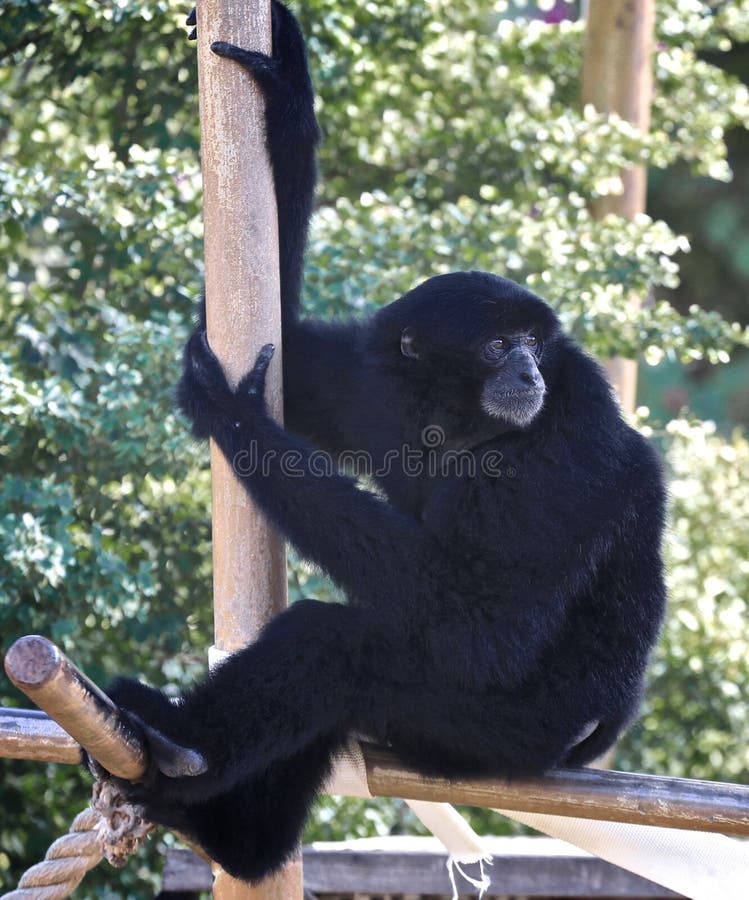 Oscillation Et Coup De Siamang Gibbon Sur L'arbre Photo stock - Image ...