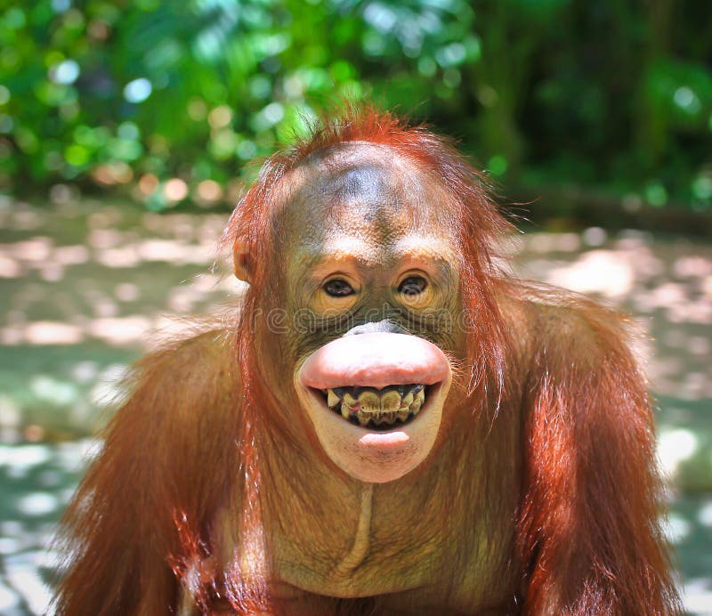 Singe de sourire photo stock. Image du oreille, chéri - 38330108