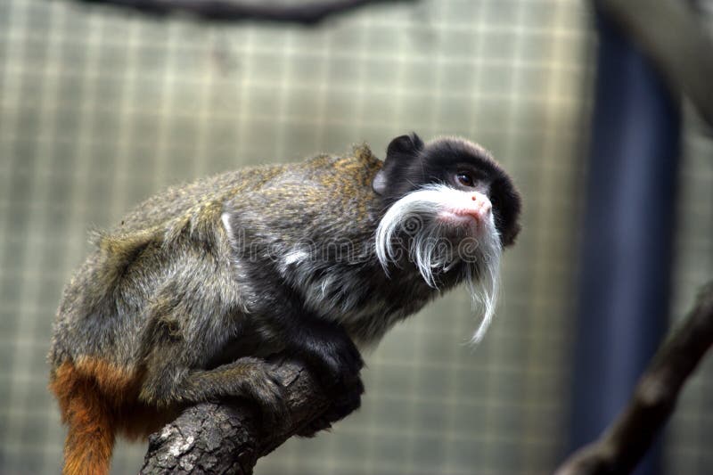 Singe De Tamarin D'empereur Image stock - Image du singe, faune: 35705023