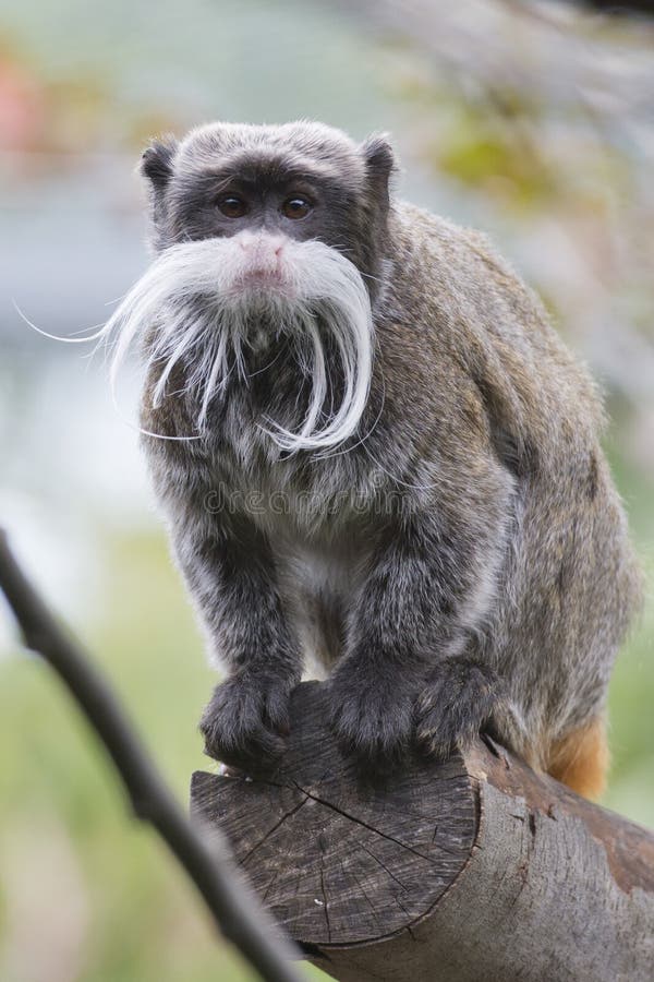 Singe De Tamarin D'empereur Image stock - Image du singe, faune: 35705023