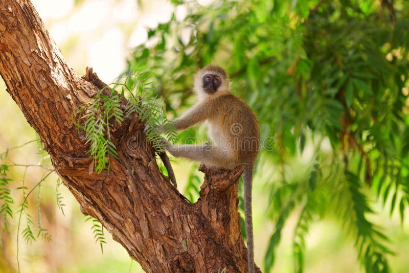 Singe de Vervet, Amboseli photo stock. Image du fermer - 49356854