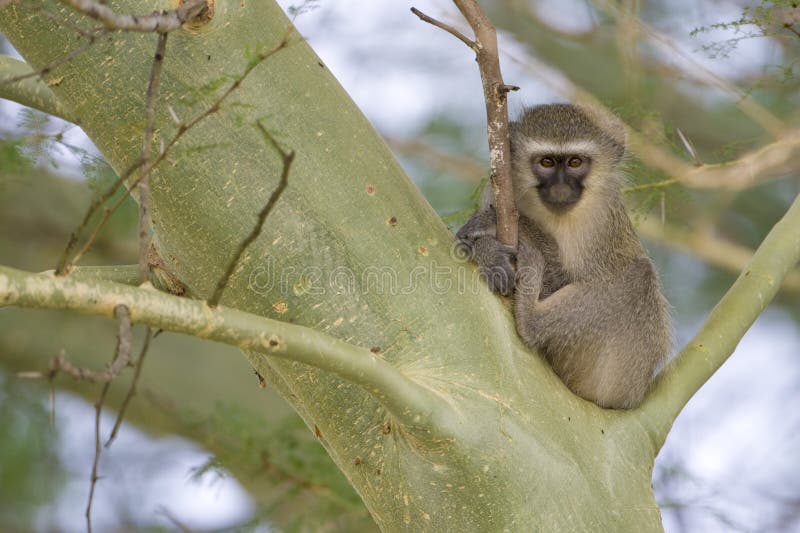 Singe vervet dans un arbre image stock. Image du singe - 23299915