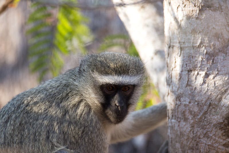 Singe De Vervet Dans Un Arbre Photos Stock - Téléchargez 246 Photos ...