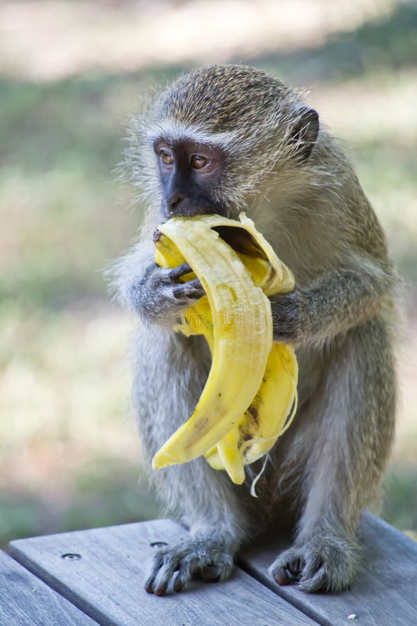 293 Singe Mangeant Une Banane Photos libres de droits et gratuites de ...